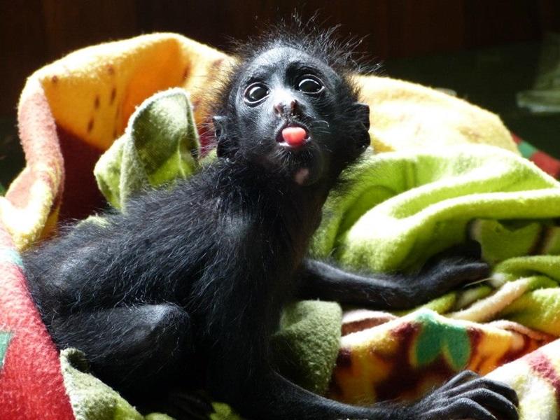 Peruvian spider monkey - Alchetron, The Free Social Encyclopedia